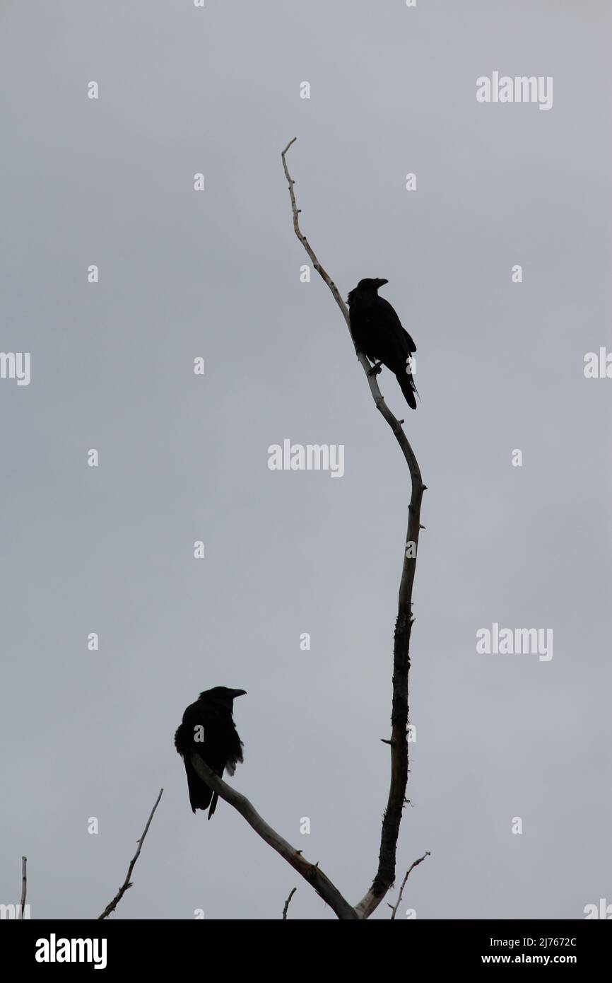 Somber ravens hi-res stock photography and images - Alamy