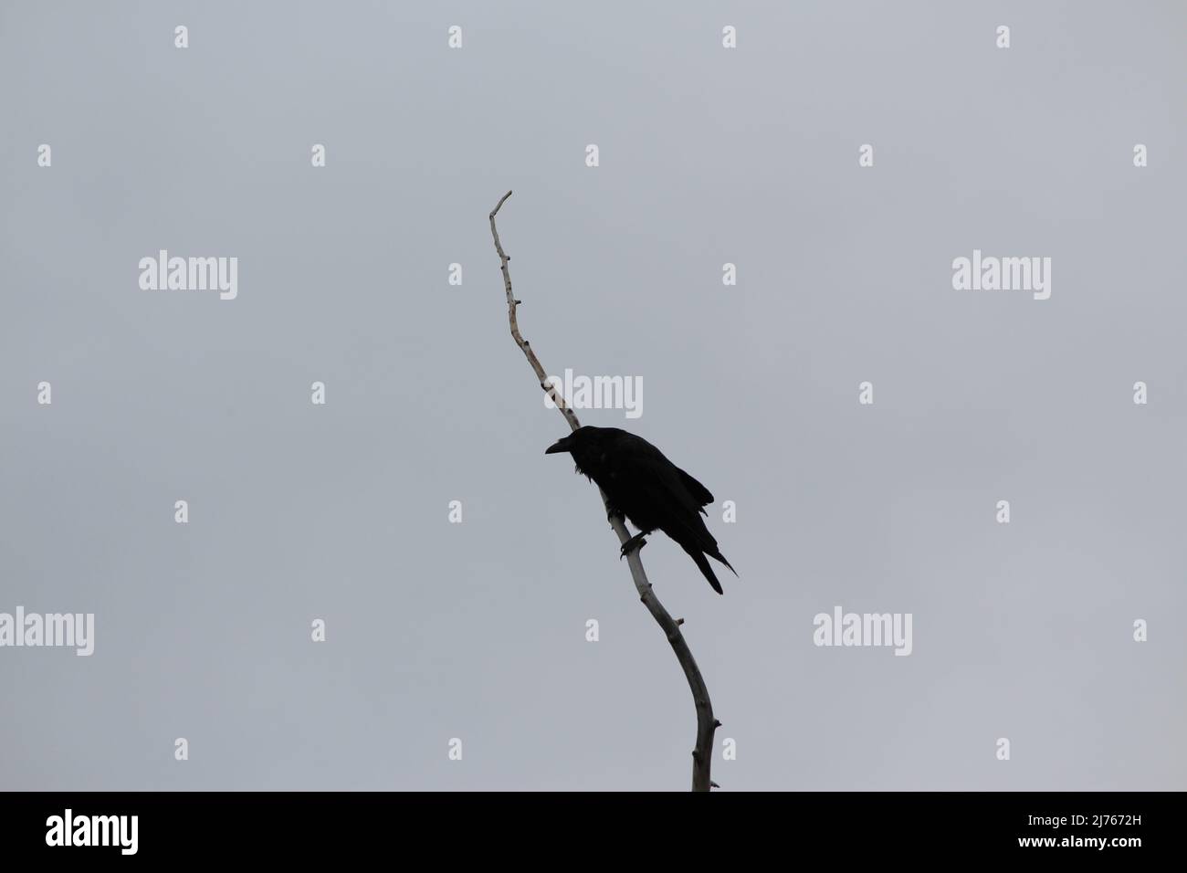 Alaskan ravens hi-res stock photography and images - Alamy