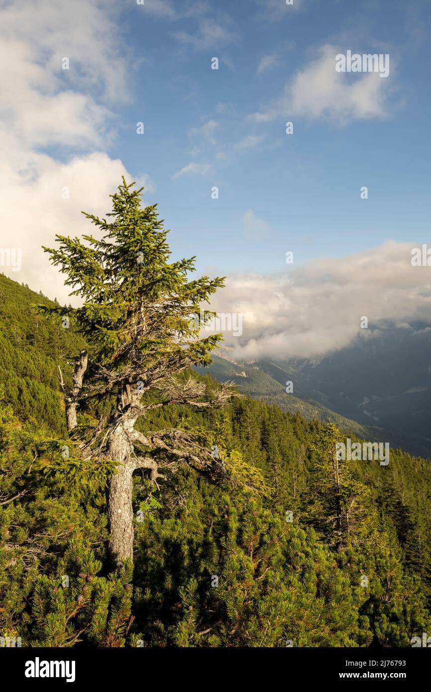 A crooked spruce between mountain pines on the flank between ...