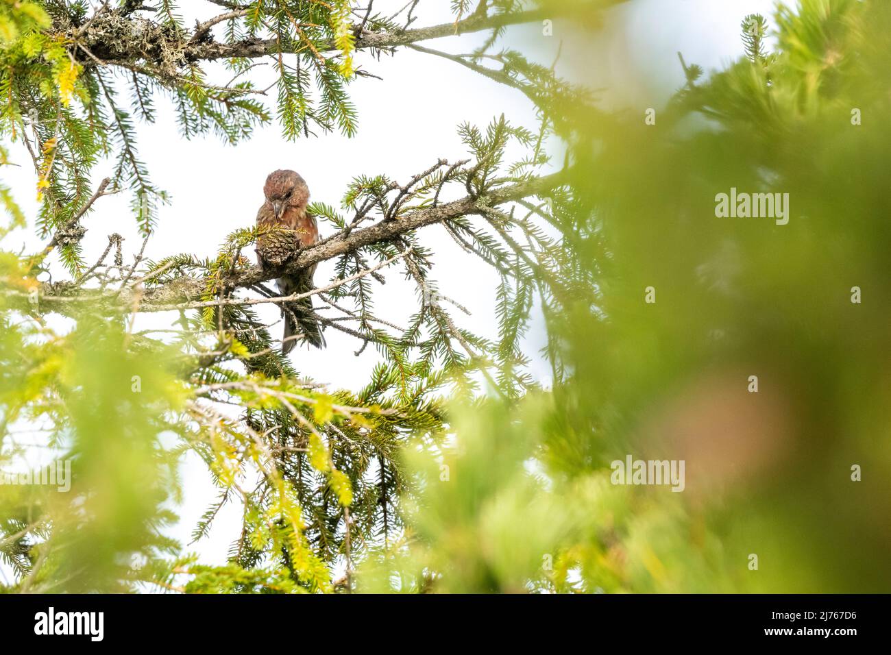Crossbill feeding in conifer tree against white background due to high ...