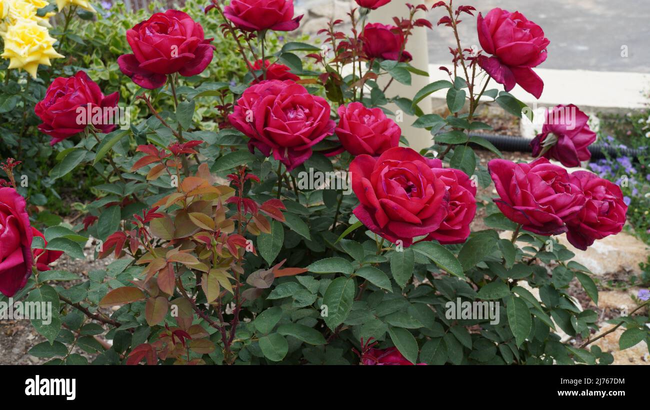 Hybrid tea red roses blossom in a garden Stock Photo - Alamy