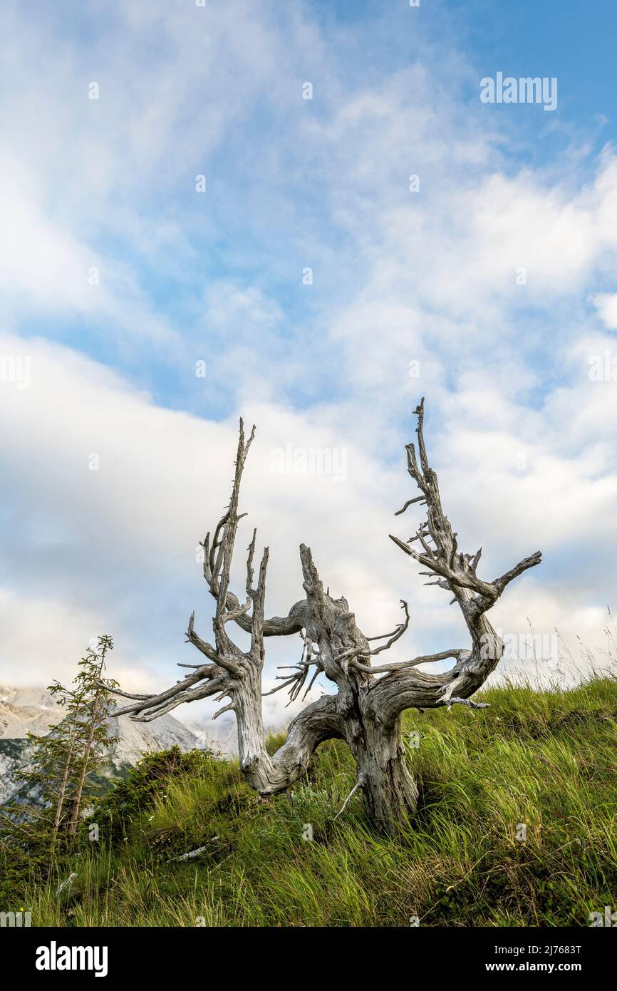 A dead old pine tree in Karwendel on a mountain meadow looks like a ...