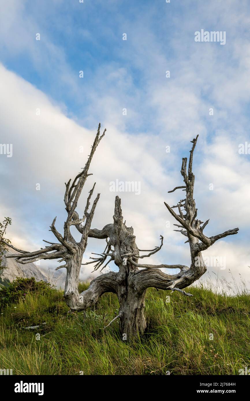 A dead old pine tree in Karwendel on a mountain meadow looks like a ...