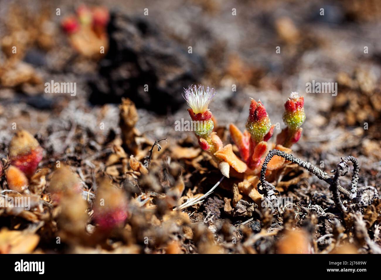 Close up of Mesembryanthemum crystallinum flowers. It is a prostrate ...