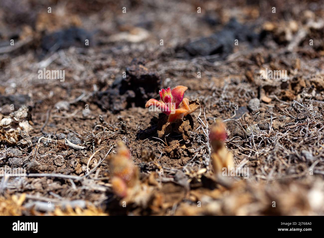 Lava vesicles hi-res stock photography and images - Alamy