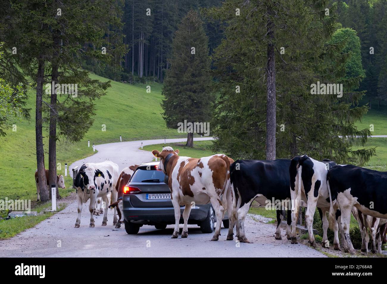 Cow driving car hi-res stock photography and images - Alamy