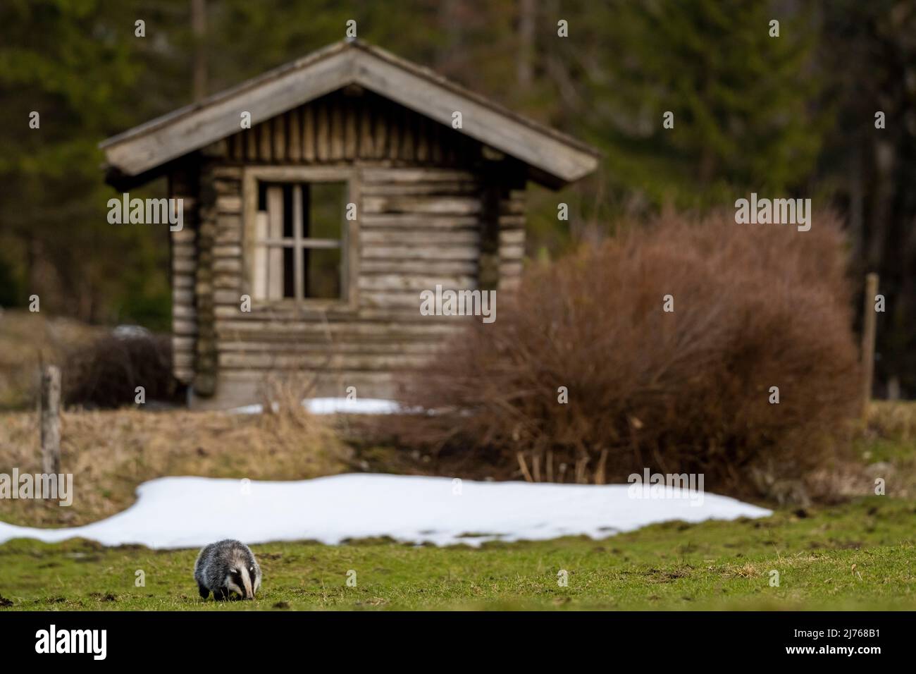 A badger searches for worms and larvae in a meadow in front of a small ...