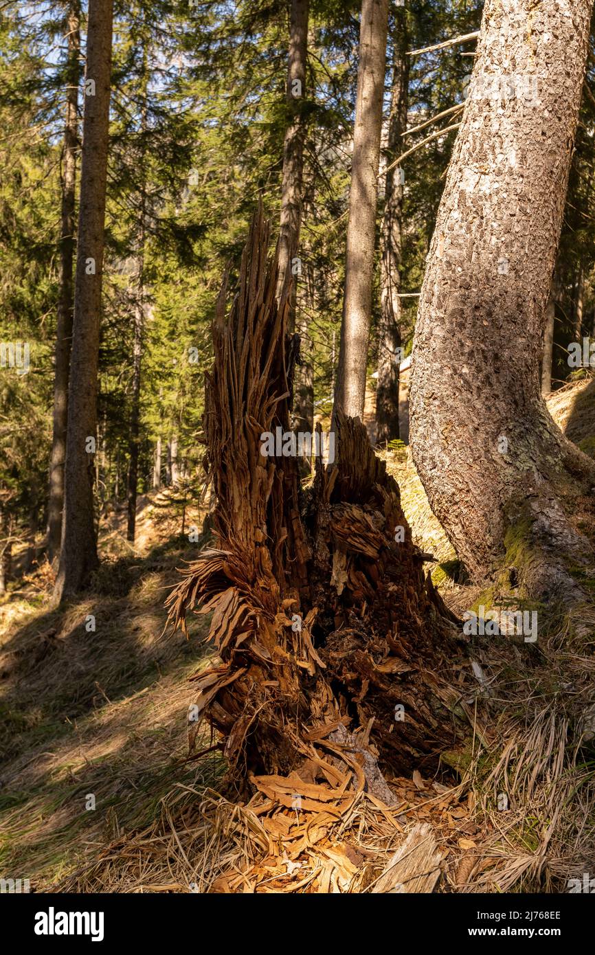 Flaked wood fibers of a dead spruce in Karwendel in sunlight Stock ...