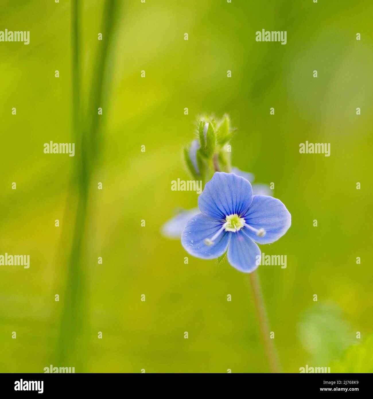 Thread - speedwell flower in fresh green Stock Photo - Alamy
