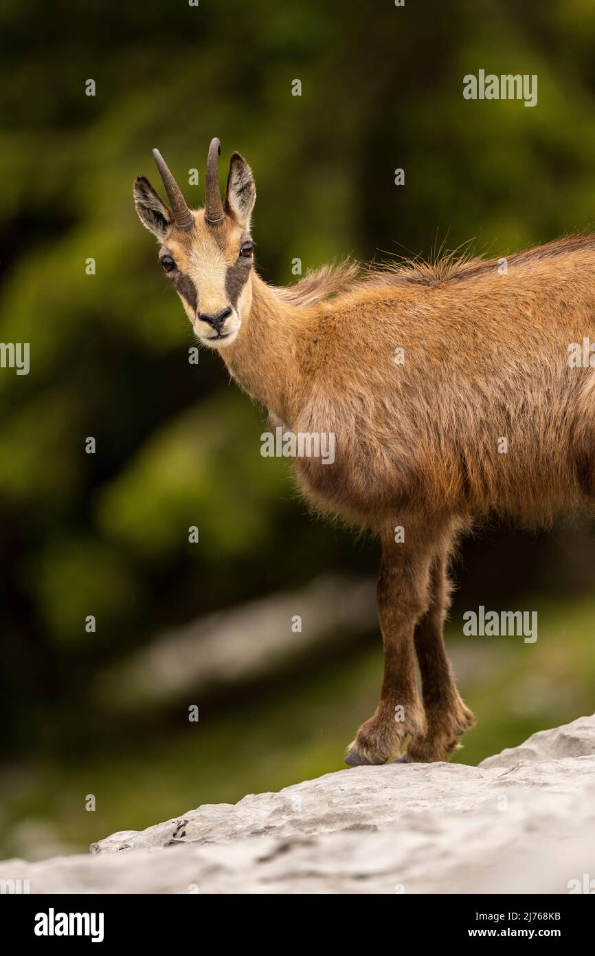 A young chamois in portrait with forebody Stock Photo - Alamy