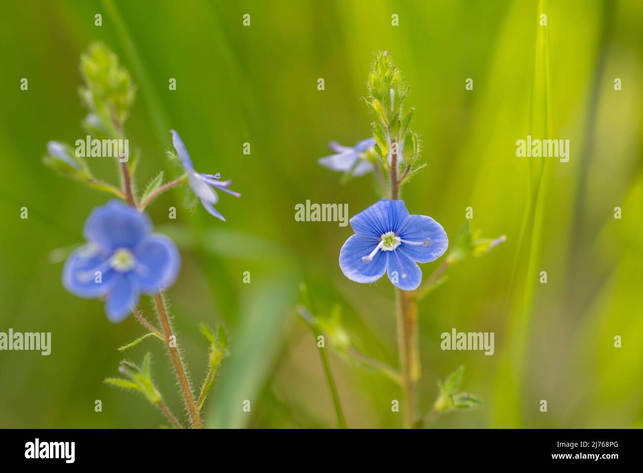 Calendar Wildflower Motive High Resolution Stock Photography and Images ...