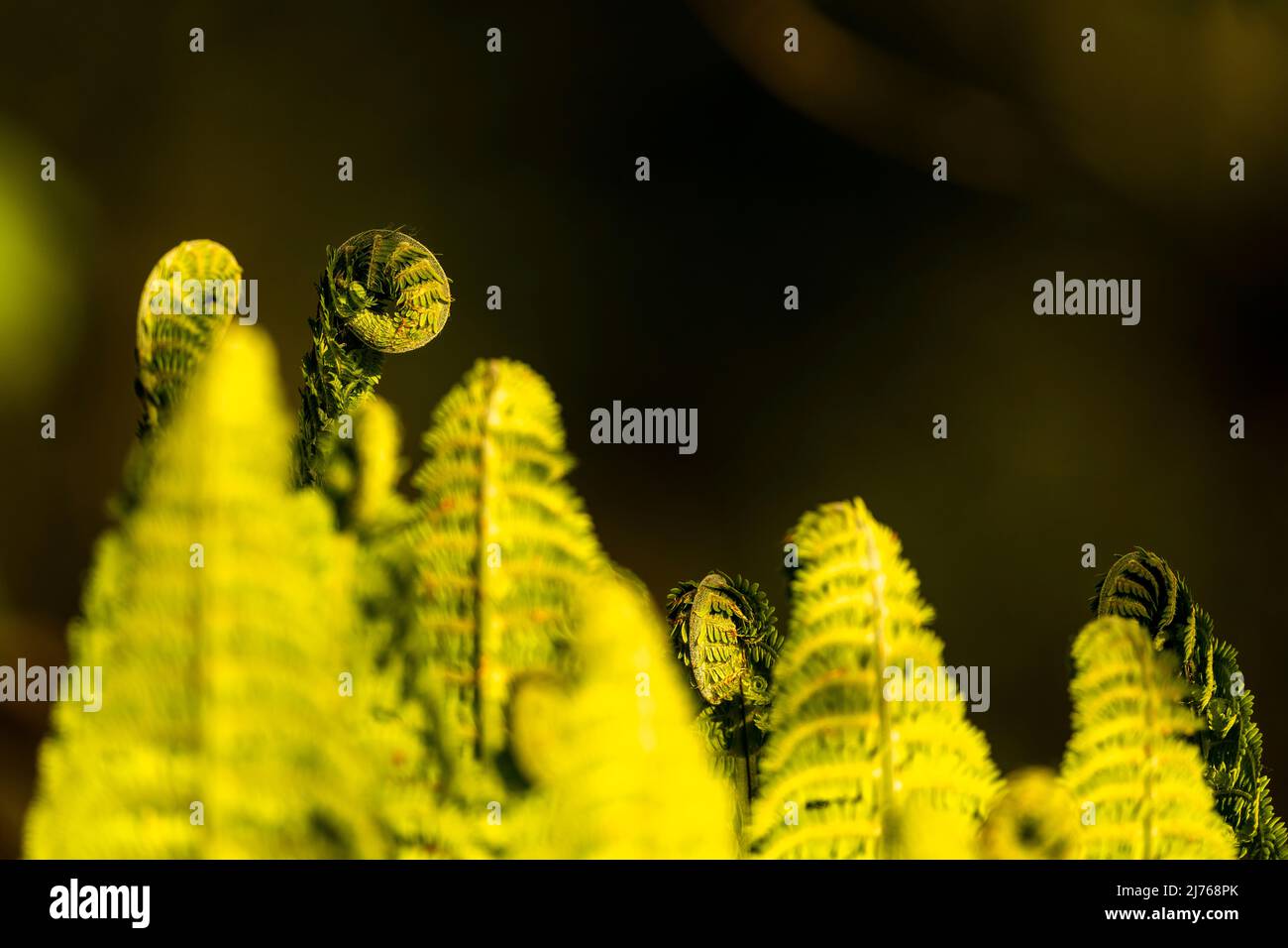 Fern frond in spring when budding Stock Photo - Alamy