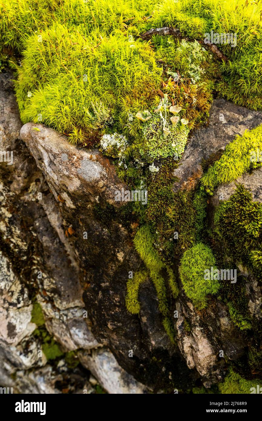 Green moss and lichens on alpine rock in the Bavarian Alps near ...