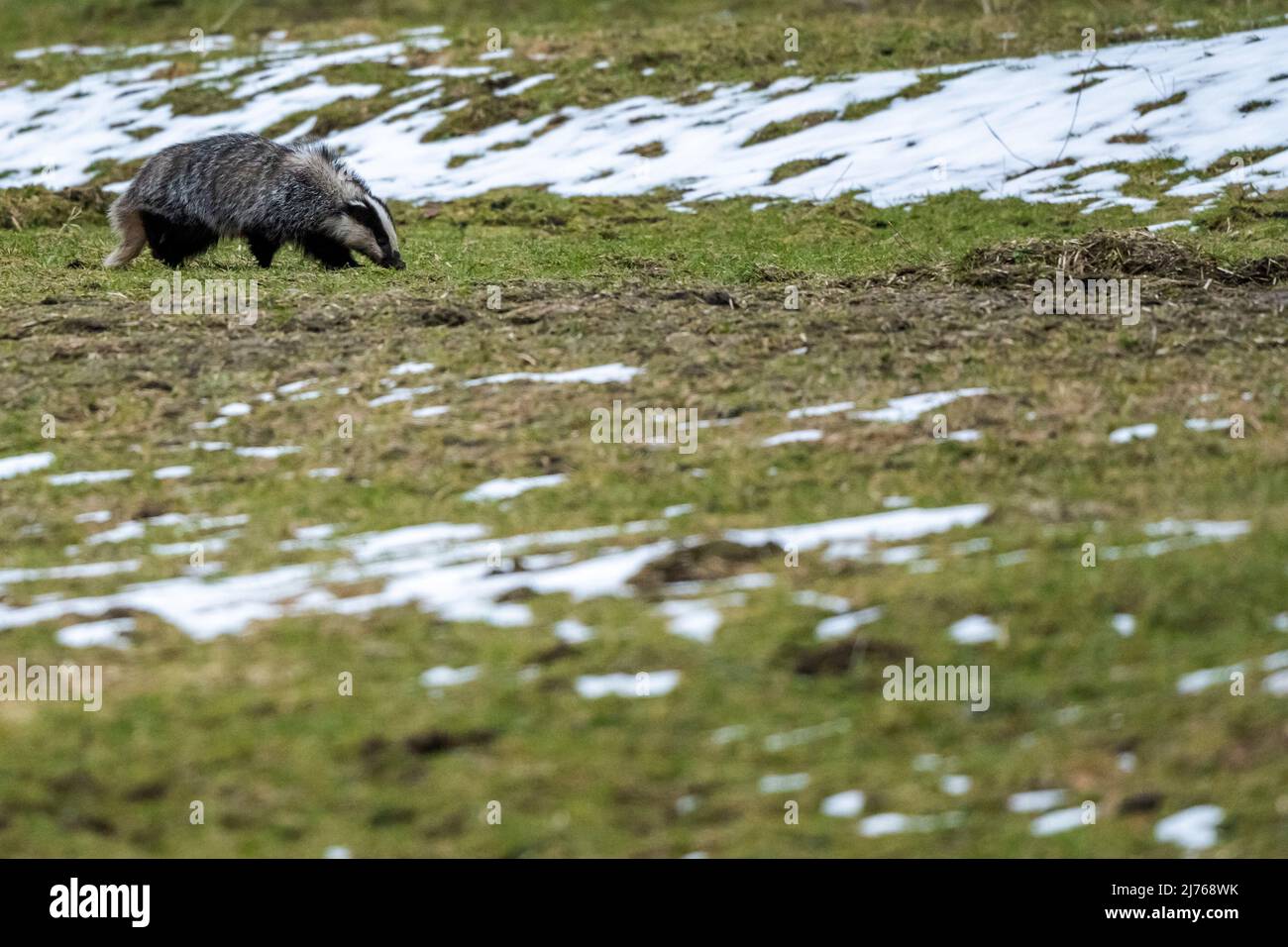 Badger on a meadow in spring with snow remains Stock Photo - Alamy