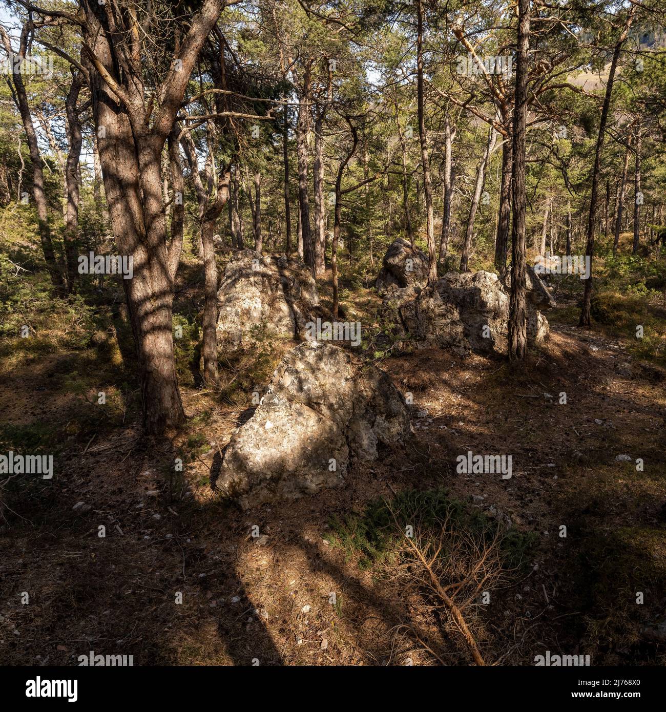 Typical forest floor with large boulders and pines in Forchet, the last ...
