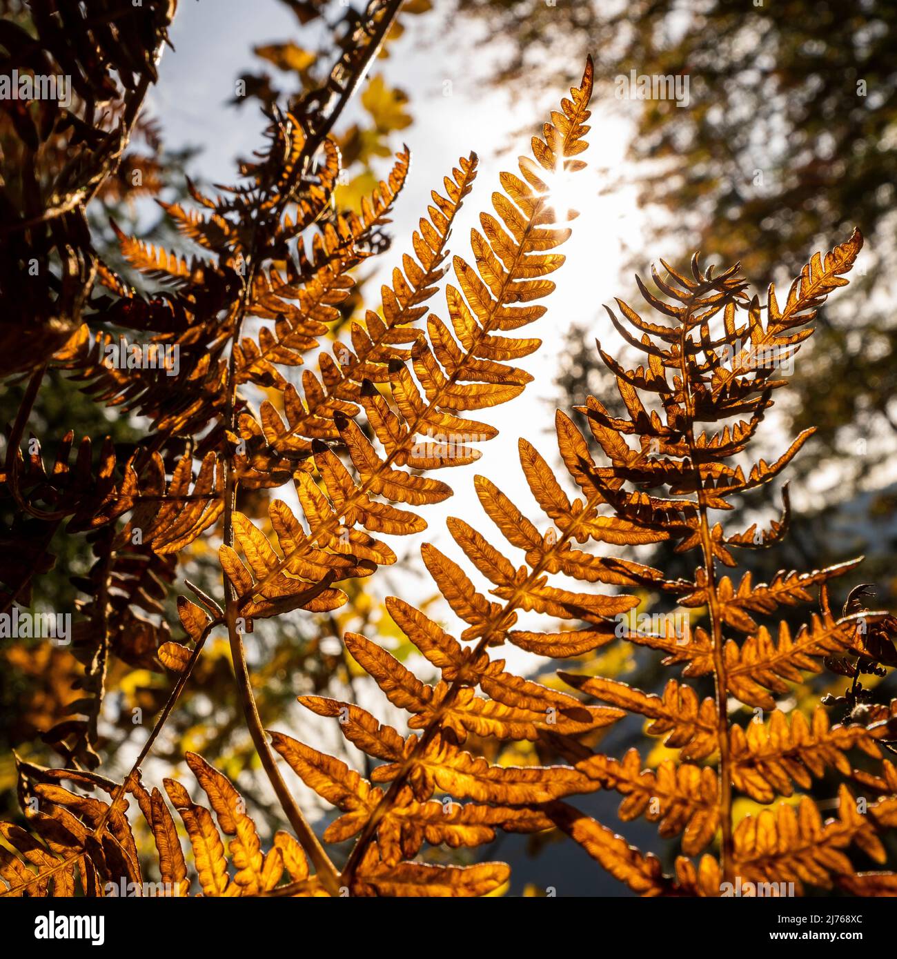 Bright fern shoot in the backlight of the sun with sun rays in autumn ...