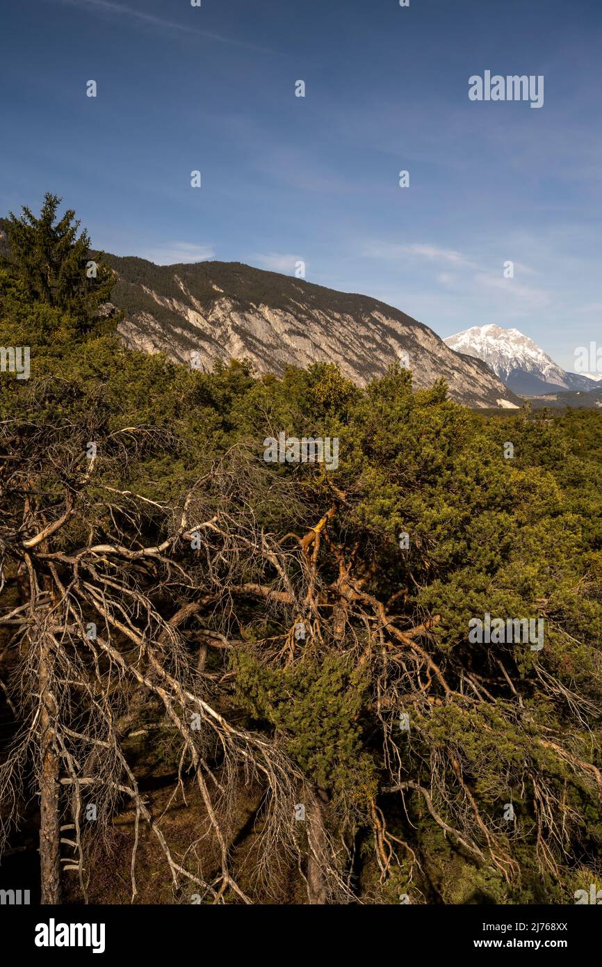 View over the Forchet, the last typical mountain forest in the Inn ...