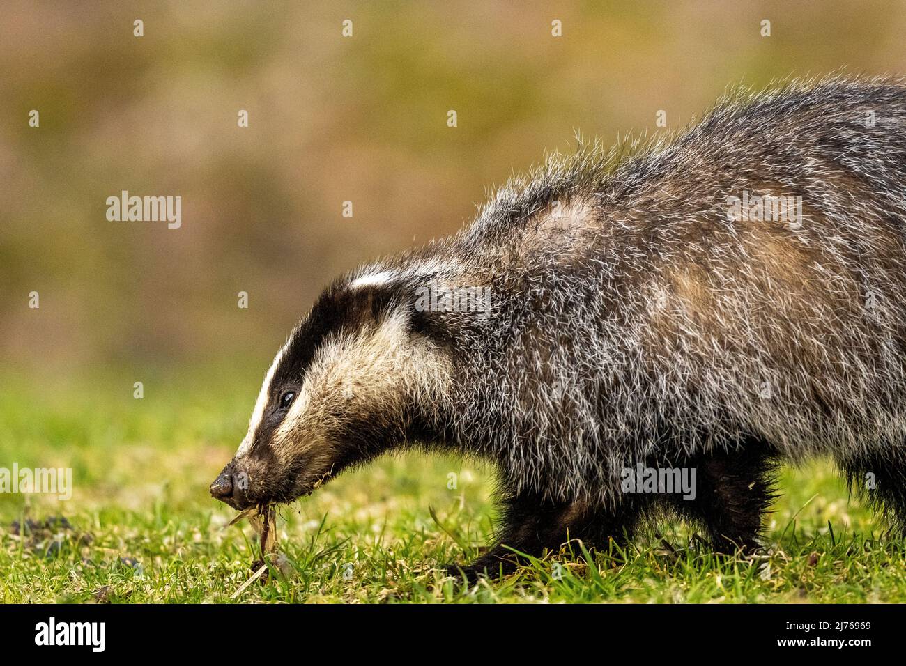 Badger Eating Worms