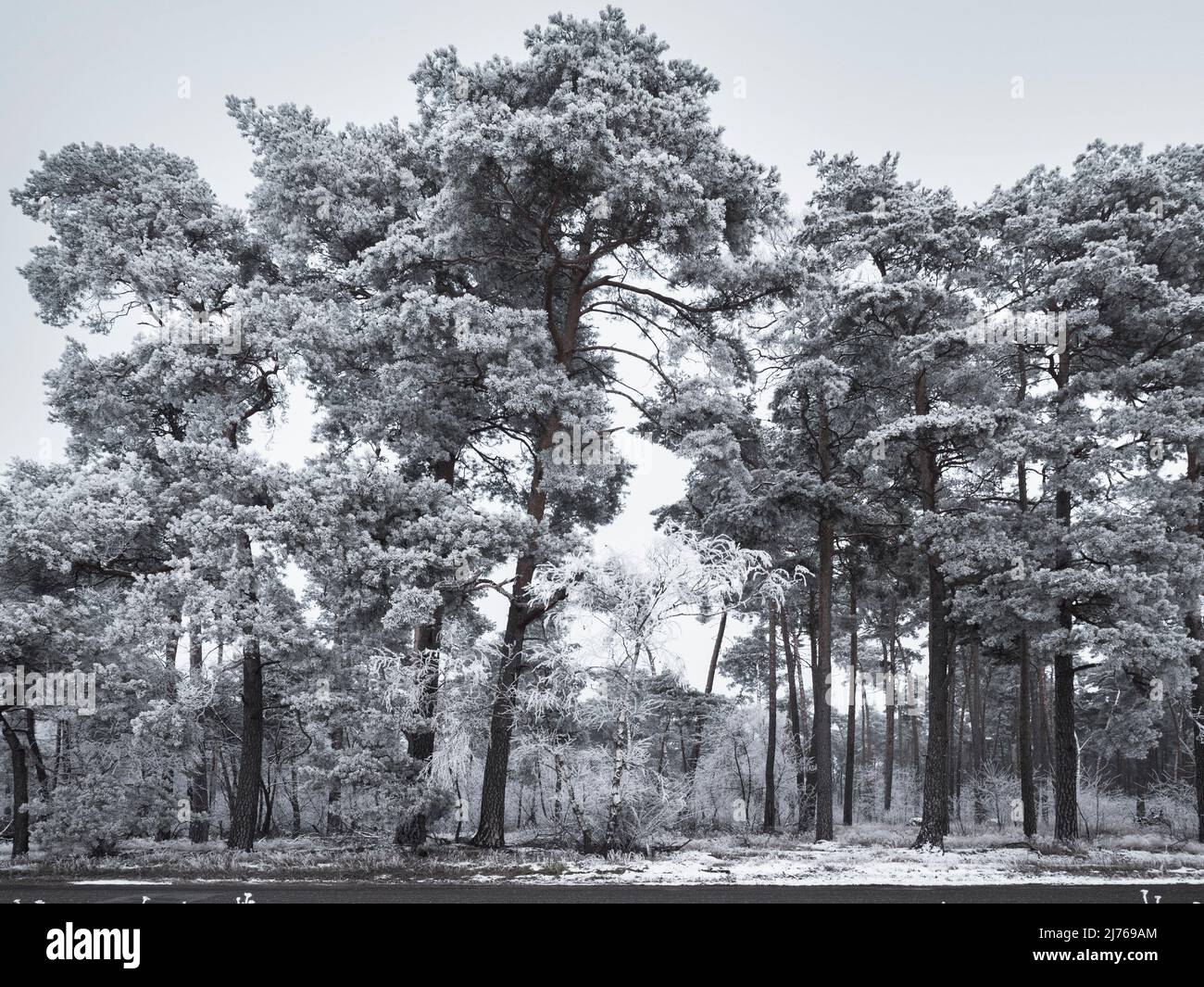 Grey mist covered pine forest hi-res stock photography and images - Alamy