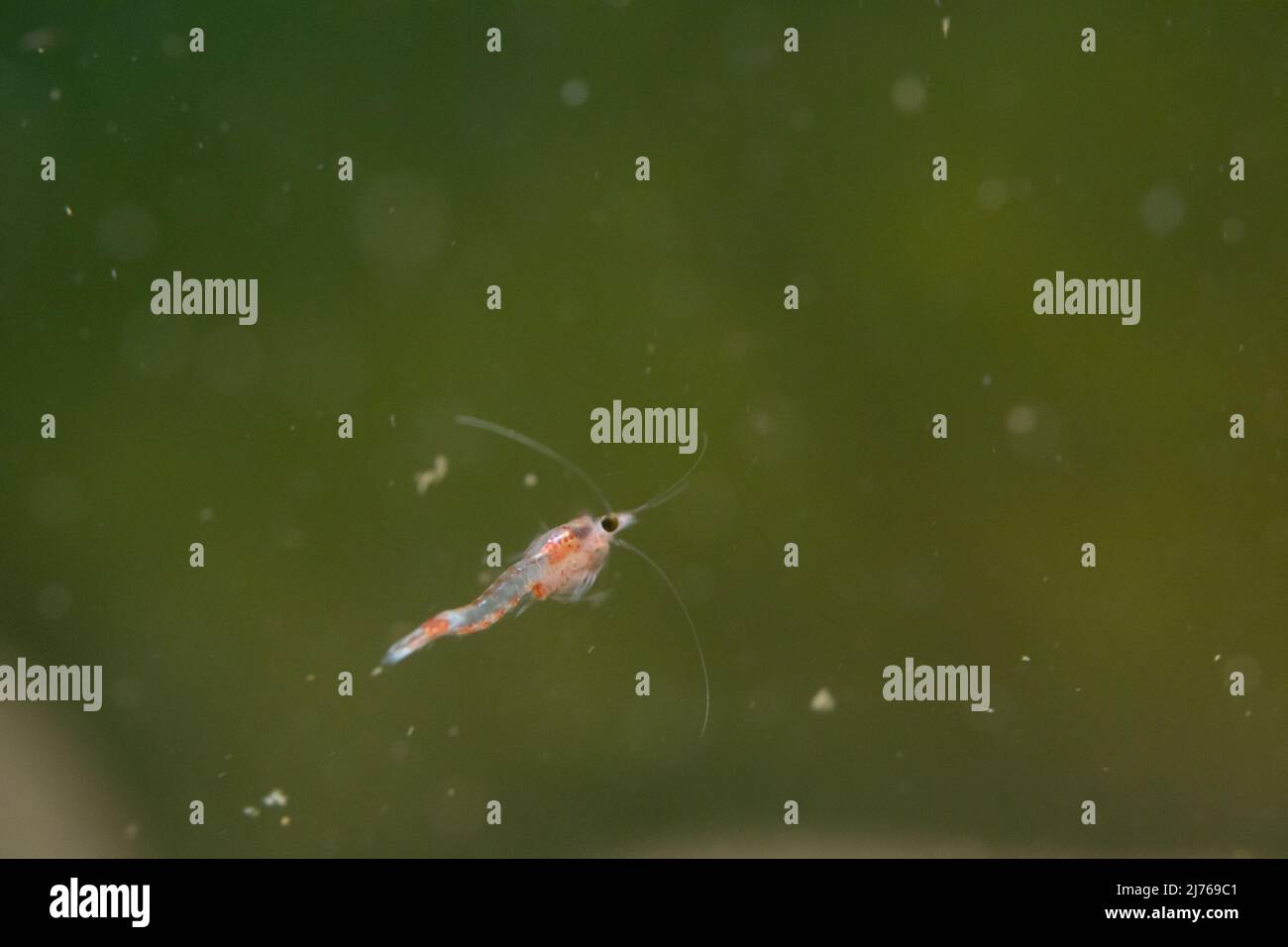 bloody-red mysid, Hemimysis anomala Stock Photo - Alamy