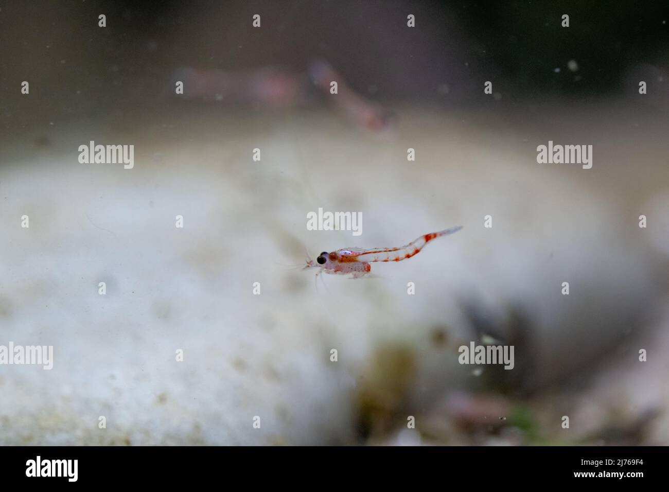 bloody-red mysid, Hemimysis anomala Stock Photo - Alamy