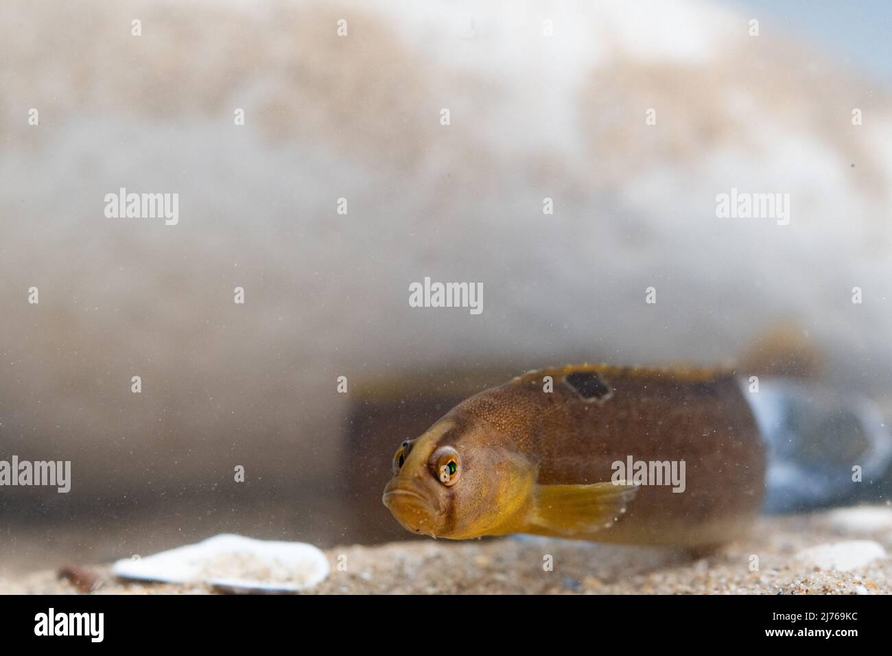 Bridlington in spring hi-res stock photography and images - Alamy