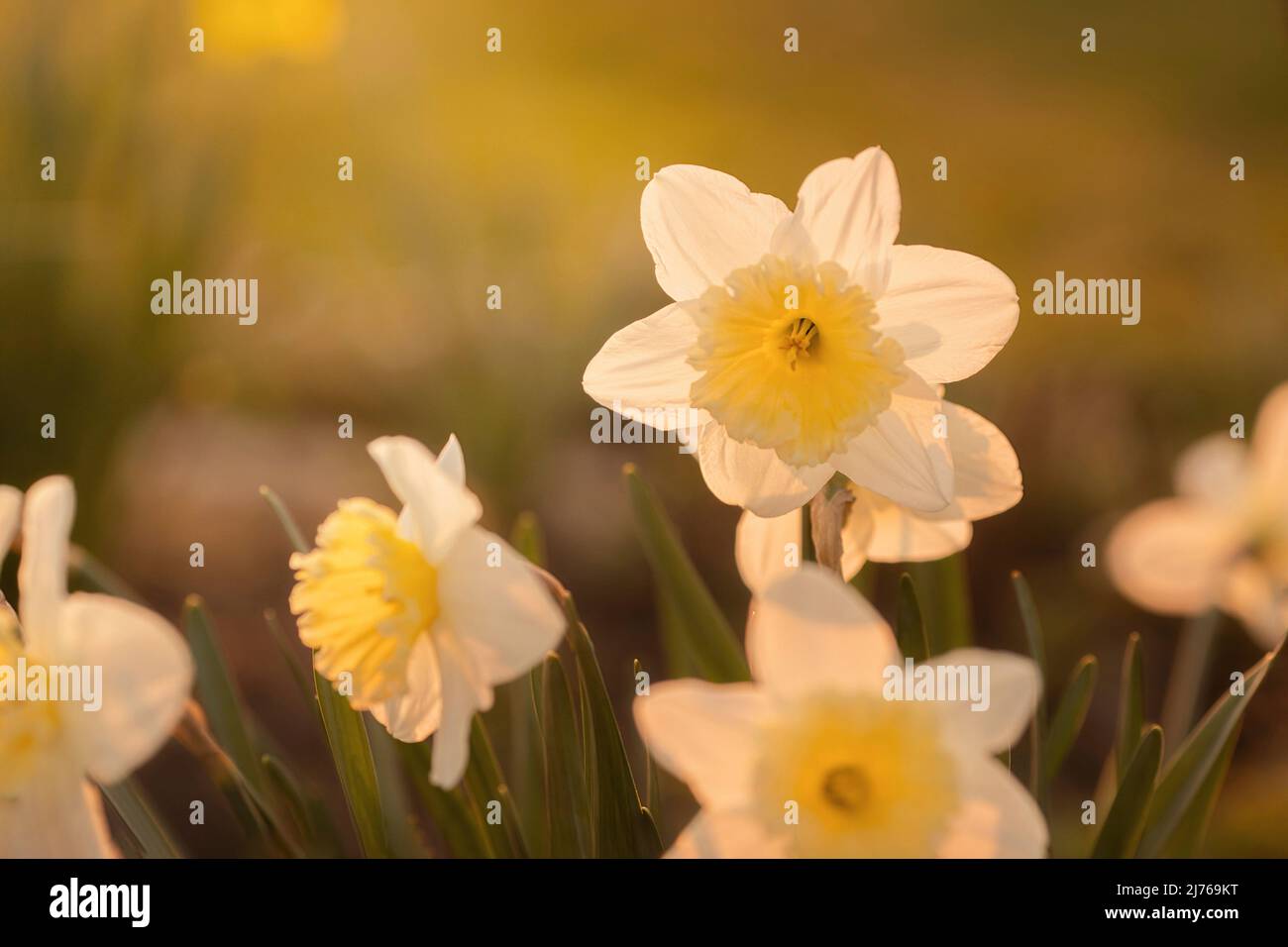 Yellow and white blooms hi-res stock photography and images - Alamy