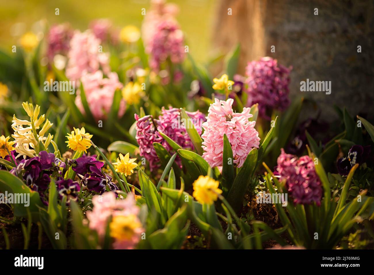 Colorful spring flowers Stock Photo - Alamy