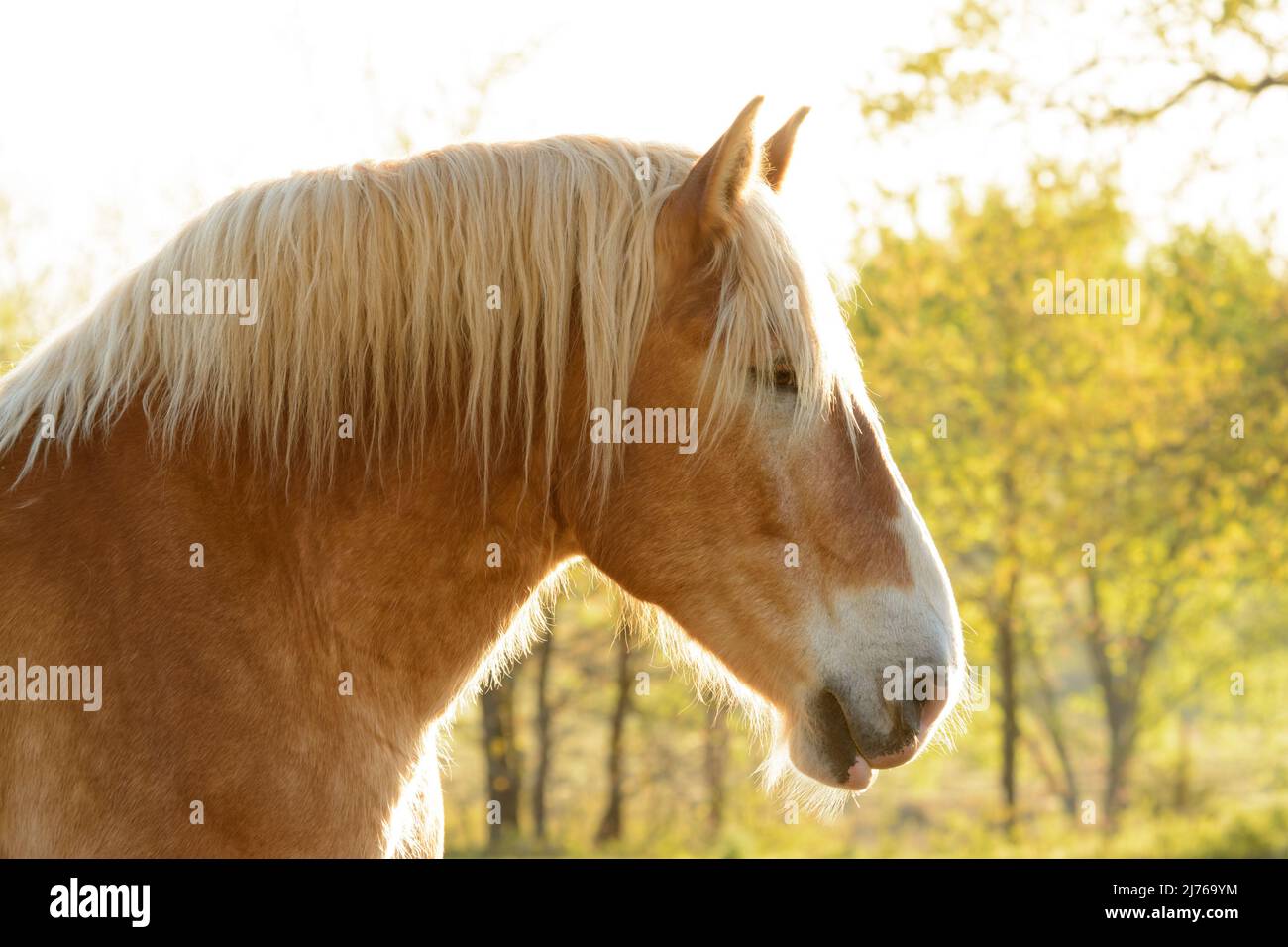Profile of a handsome Belgian draft horse backlit by morning sun ...
