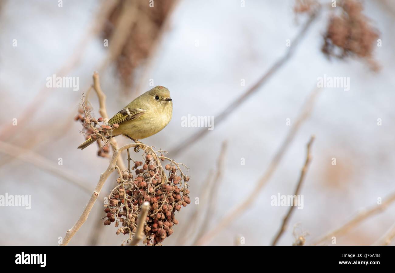 Tiny Ruby-crowned Kinglet perched on top of smooth sumac berries in ...