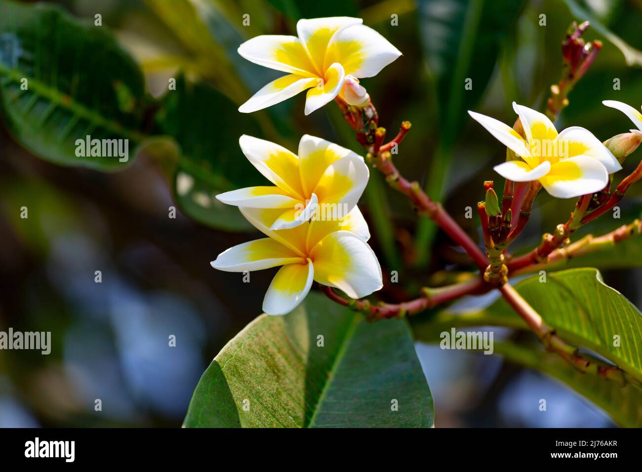 Temple tree, frangipani, (Plumeria rubra), Dusit Thani hotel complex ...