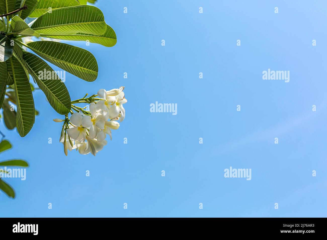 Indian spurge tree hi-res stock photography and images - Alamy