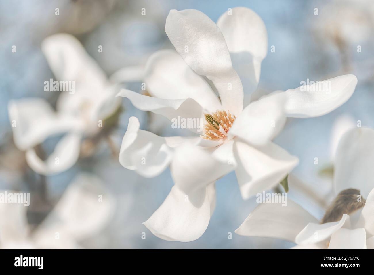 Magnolia flower photography hi-res stock photography and images - Alamy