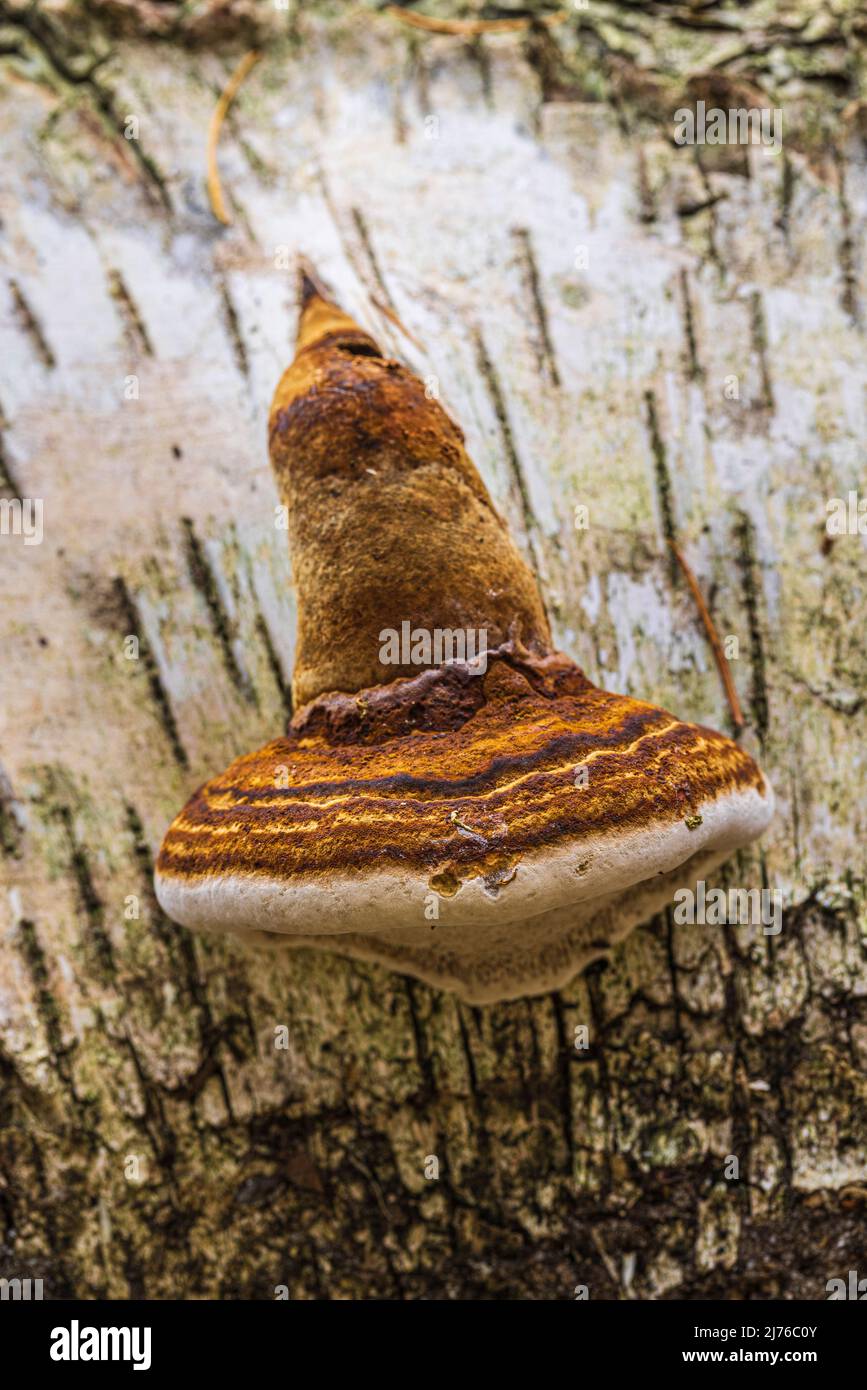 birch polypore on dead wood Stock Photo - Alamy