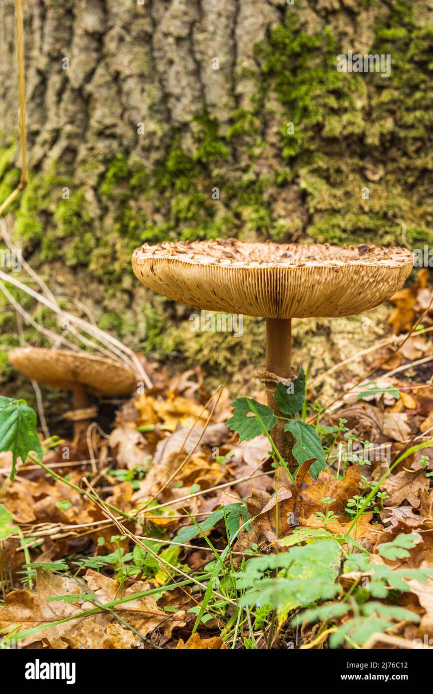 shaggy parasol (Chlorophyllum rachodes Stock Photo - Alamy