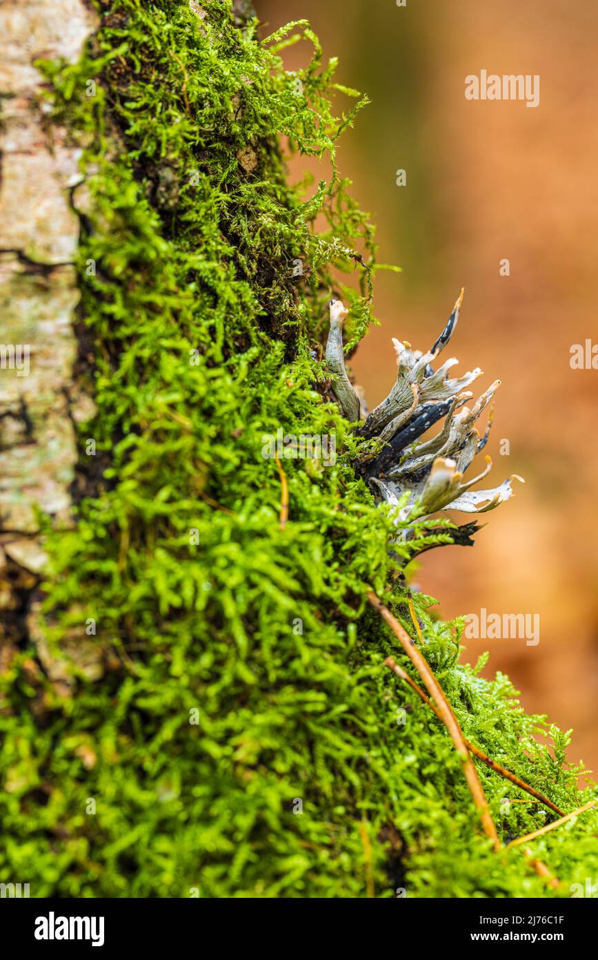 Stags horn fungus hi-res stock photography and images - Alamy