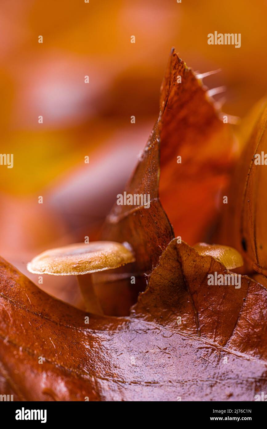 Inconspicuous mushrooms hi-res stock photography and images - Alamy