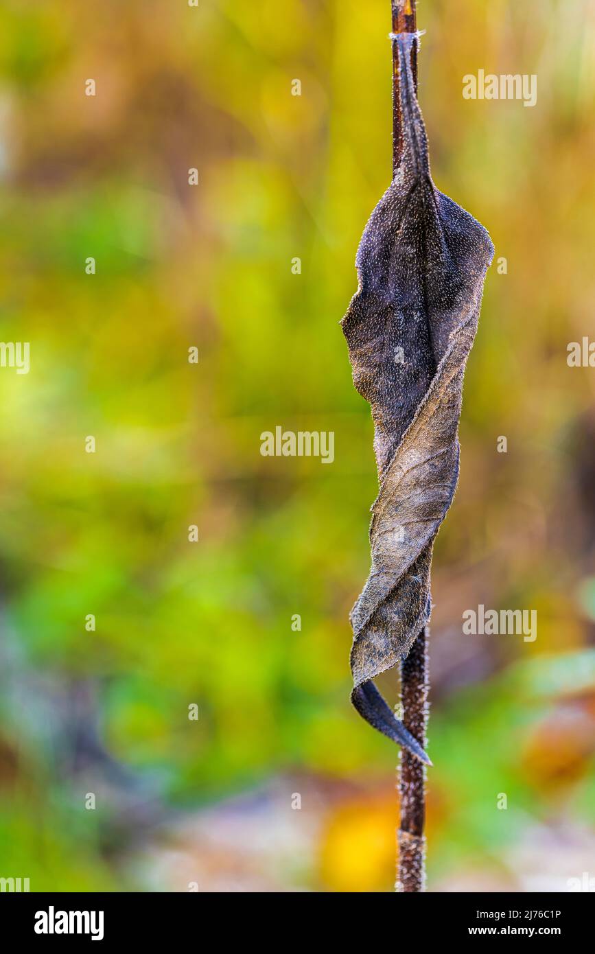 Faded plant in autumn hi-res stock photography and images - Alamy