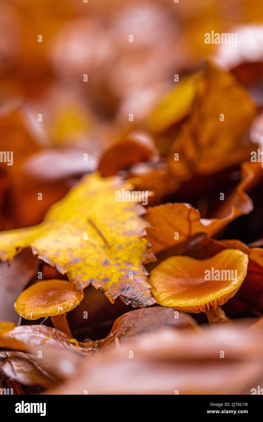 Inconspicuous hi-res stock photography and images - Alamy