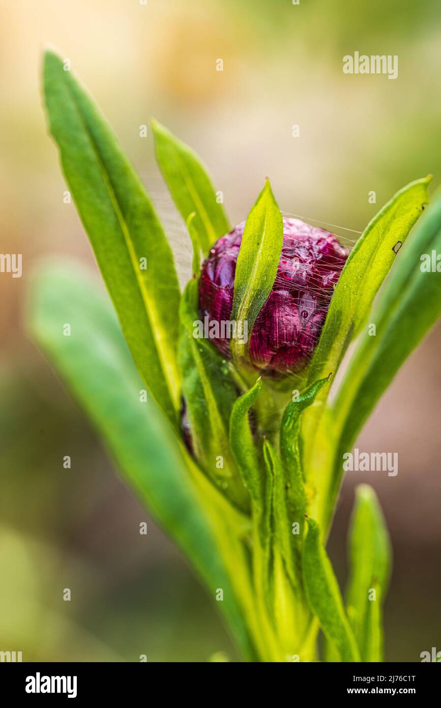 Open and closed blossoms hi-res stock photography and images - Alamy