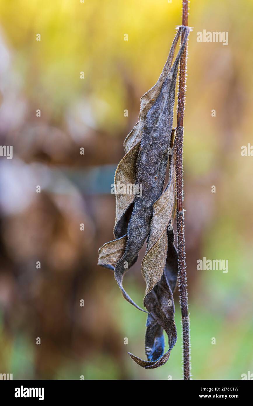 Sere plant hi-res stock photography and images - Alamy