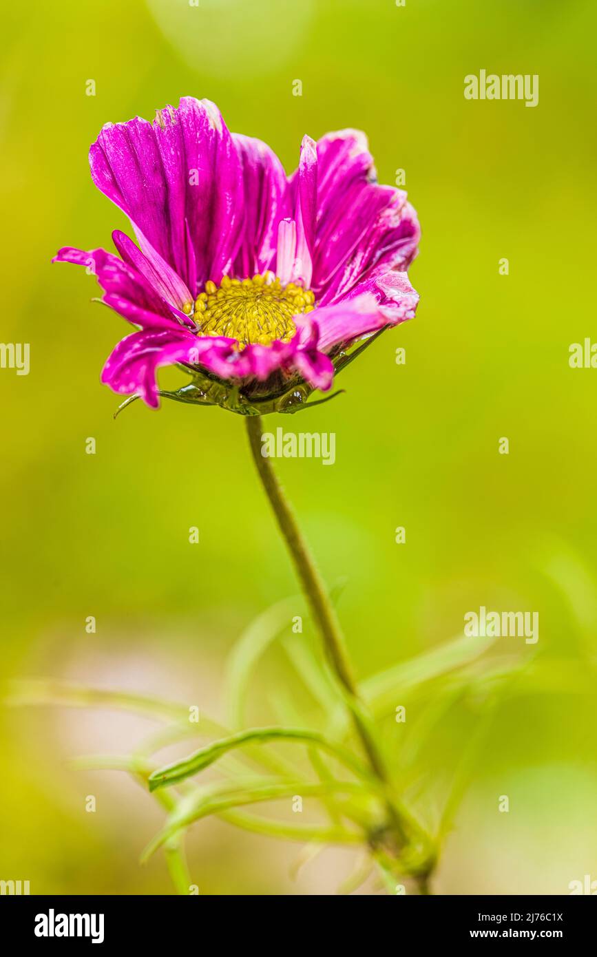 Cosmos flower photography hi-res stock photography and images - Alamy