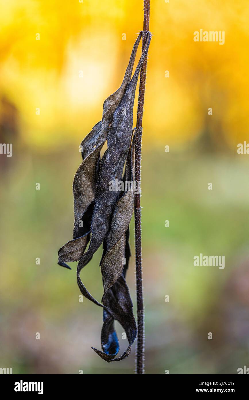 Faded plant hi-res stock photography and images - Alamy