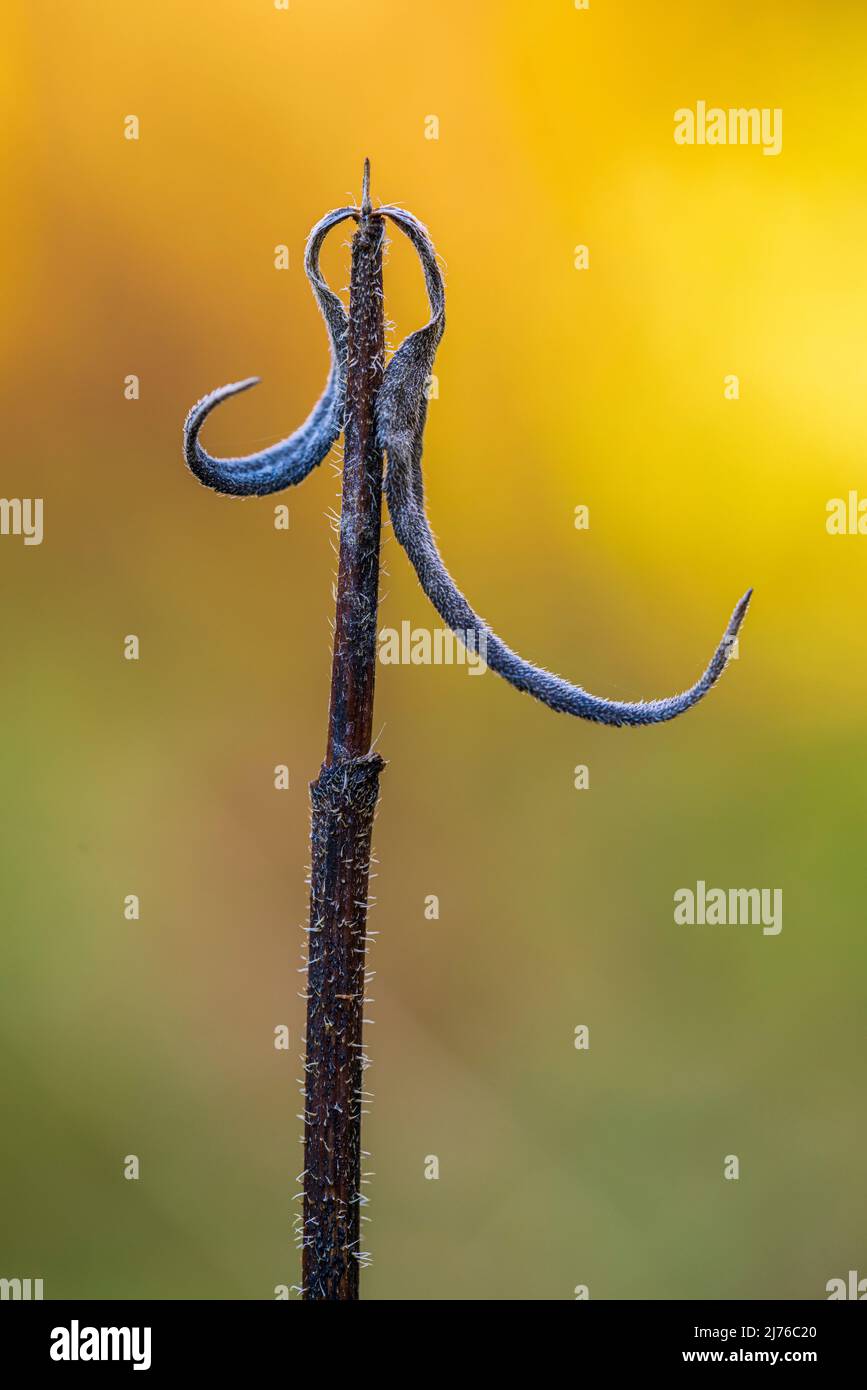 Sere plant hi-res stock photography and images - Alamy
