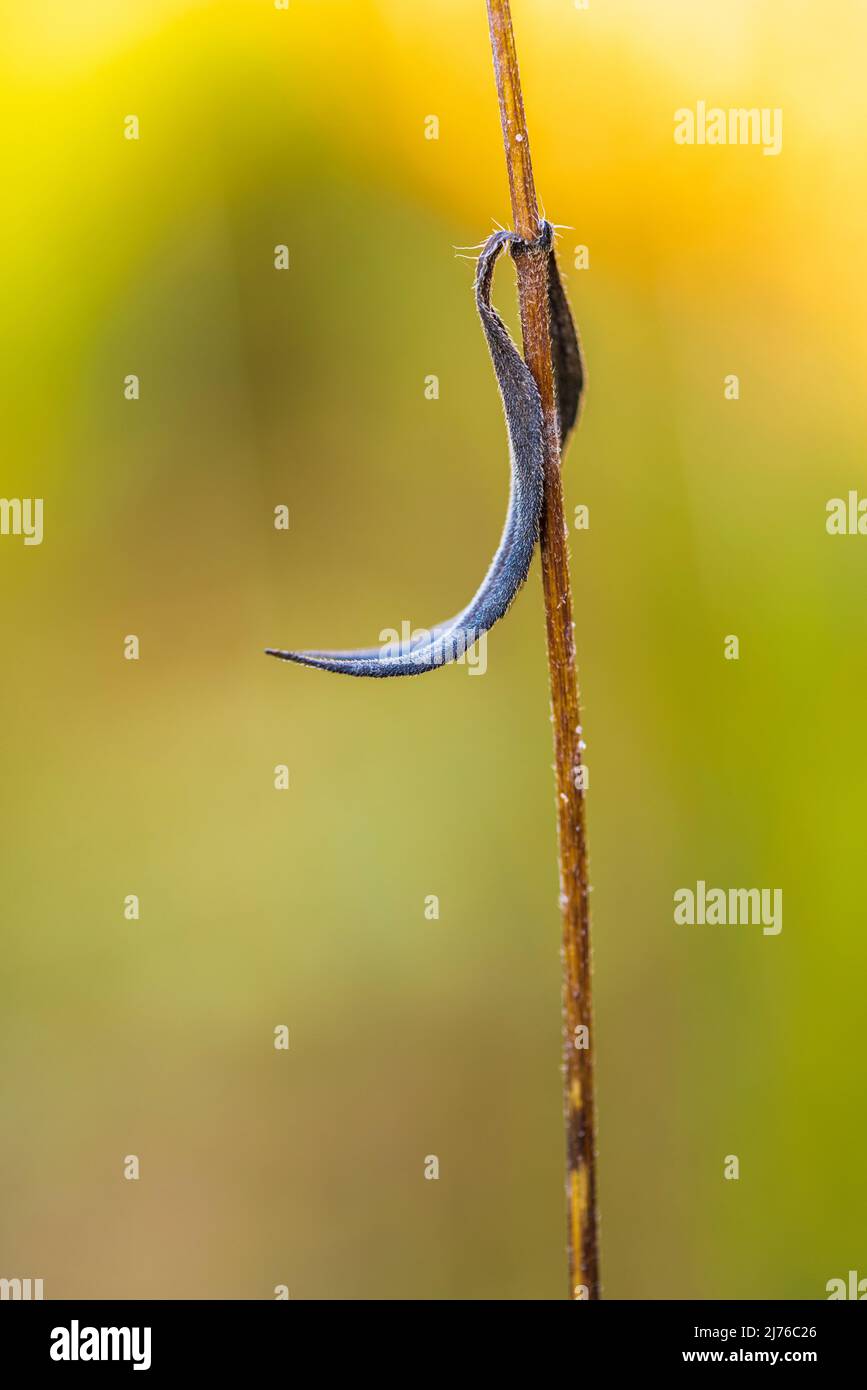 Faded plant hi-res stock photography and images - Alamy