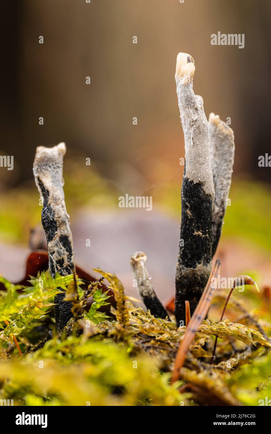 Stags horn fungus hi-res stock photography and images - Alamy
