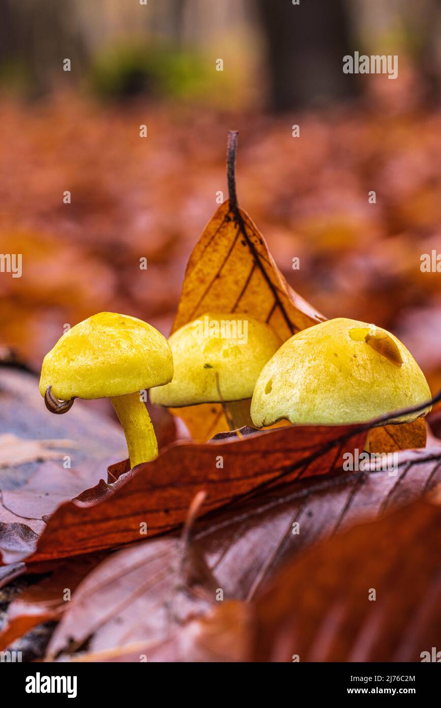 Inconspicuous mushrooms hi-res stock photography and images - Alamy