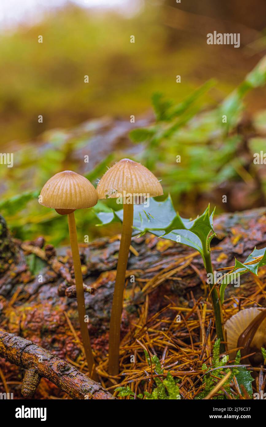 Inconspicuous hi-res stock photography and images - Alamy