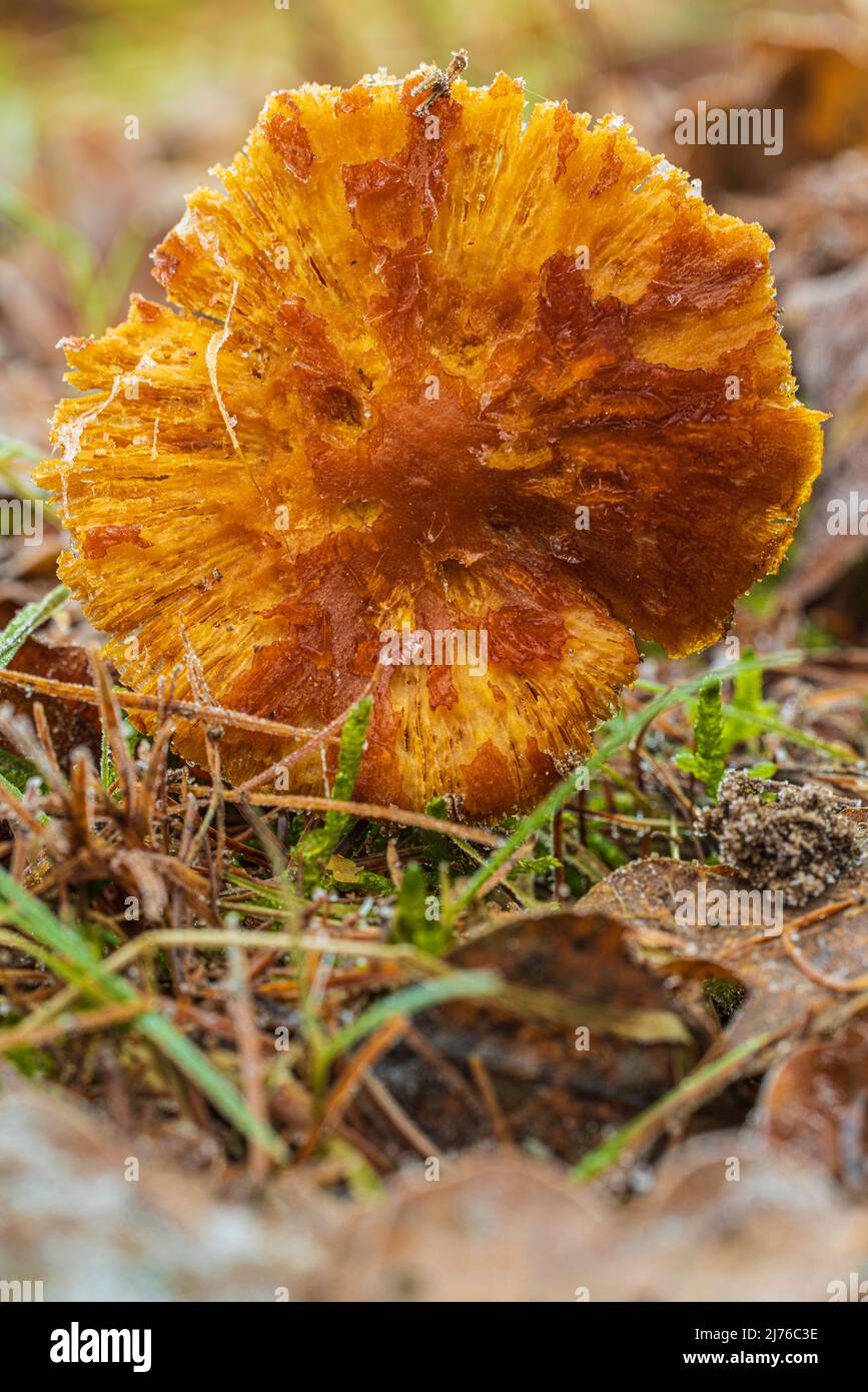 Decomposing mushroom on forest floor Stock Photo - Alamy