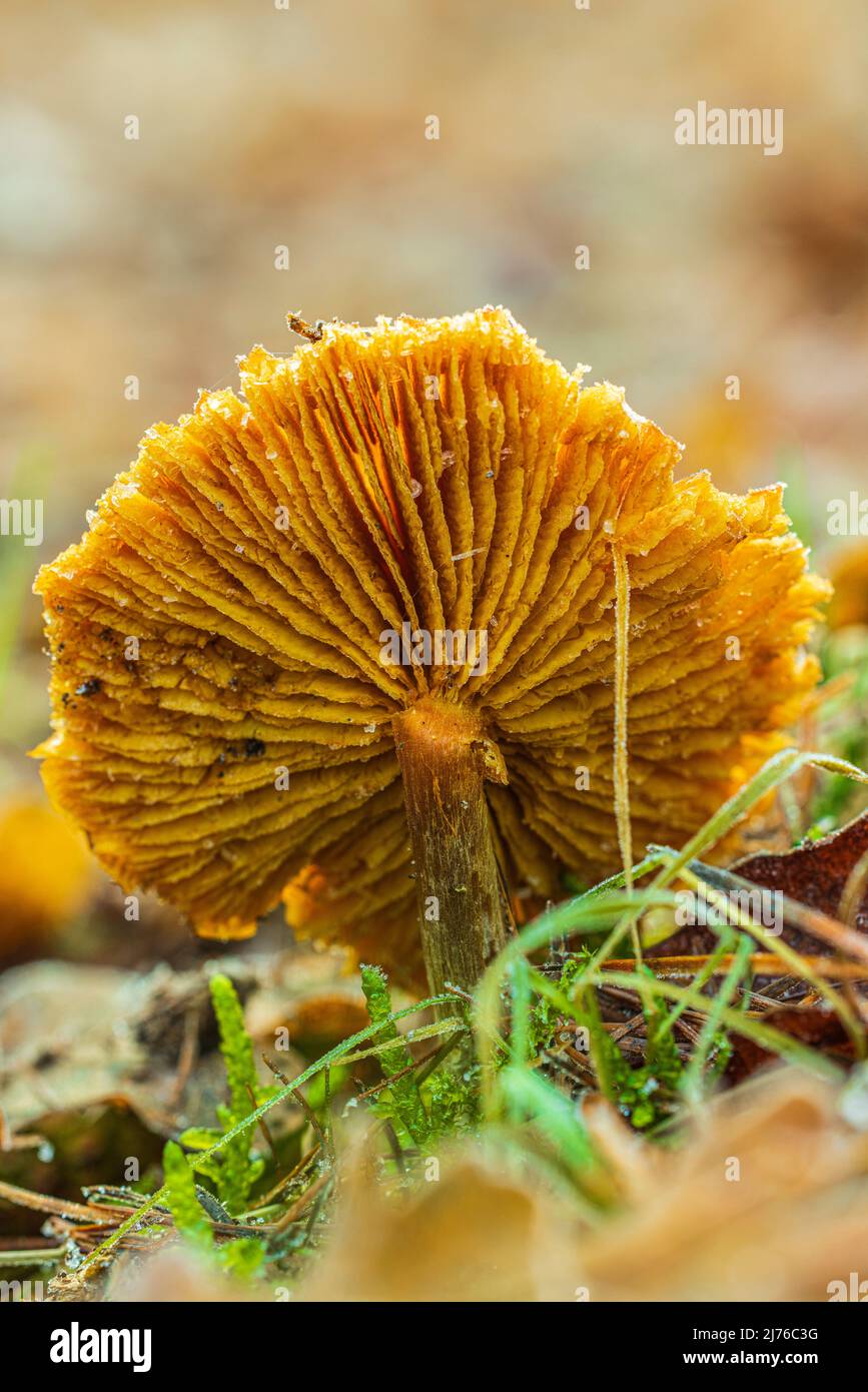 Decomposing mushroom on forest floor Stock Photo - Alamy